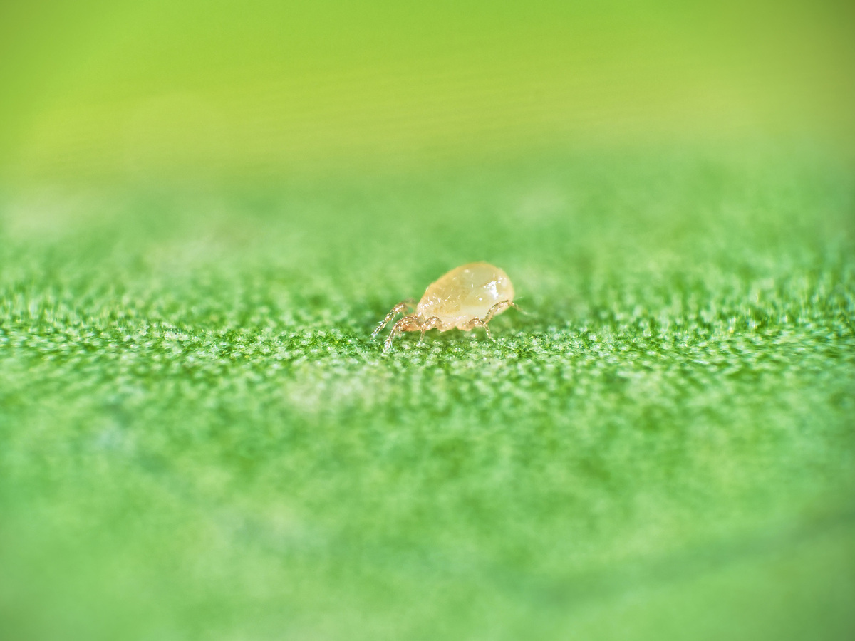 Thripex | Koppert Productos