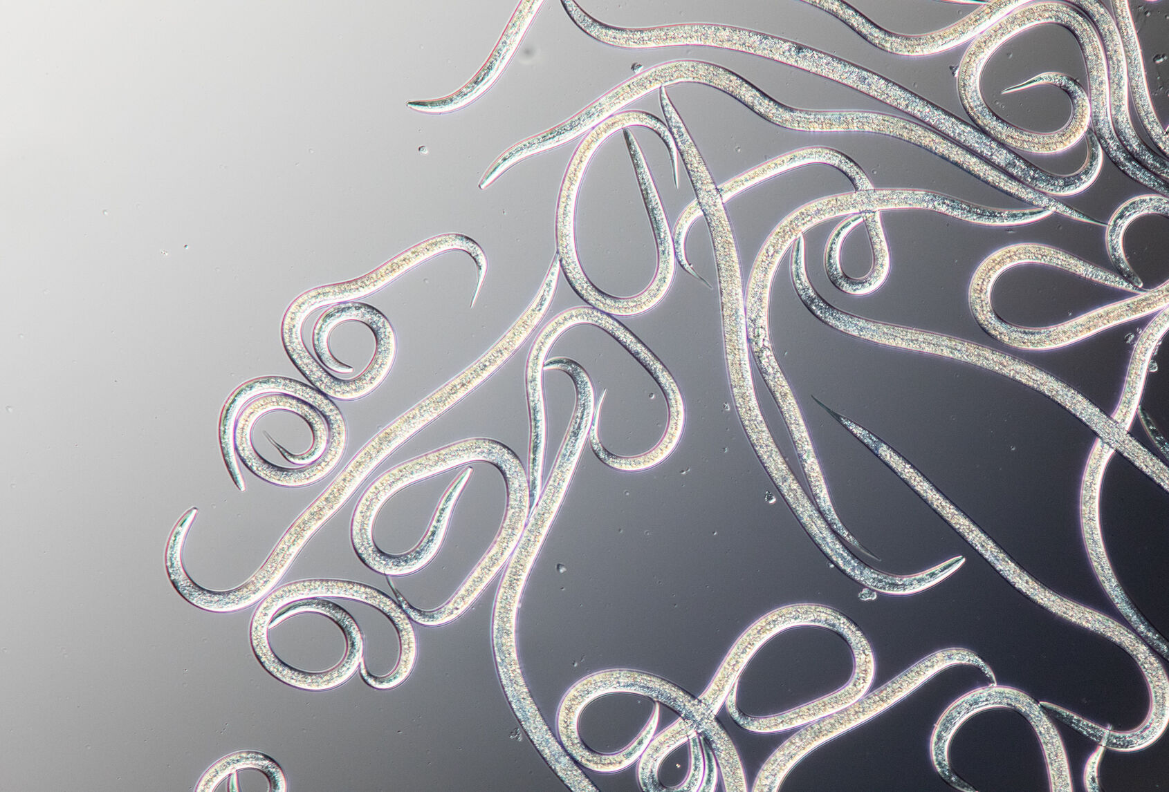 Nematodos beneficiosos: con nueva imagen y listos para la agricultura ...