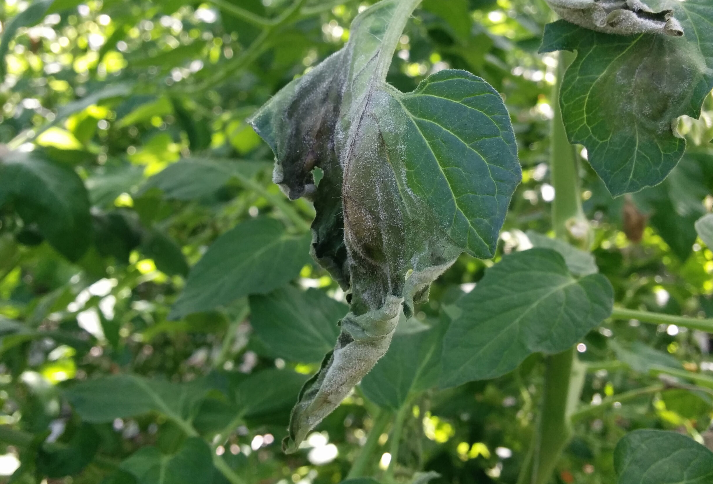 Tizón tardío | Koppert Ecuador