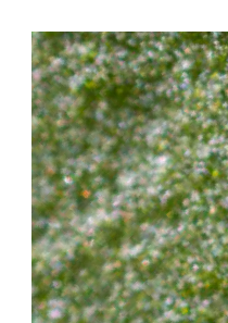 Spidex Vital | Koppert Ecuador