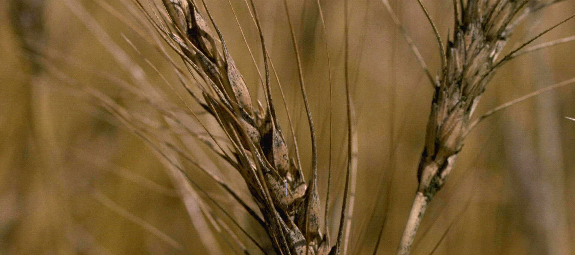 Fusarium spp - Prevención, control y daños