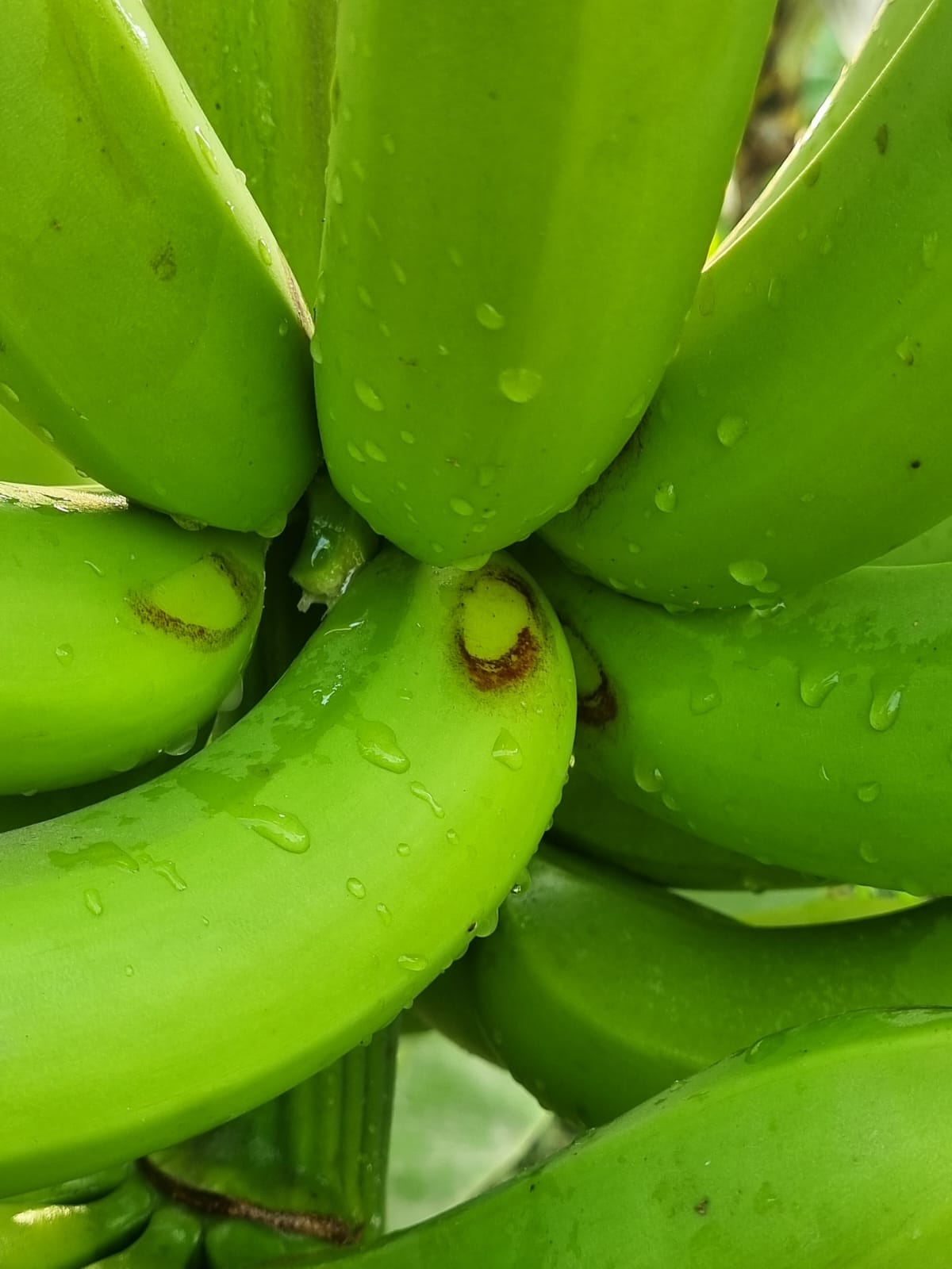 Trips de la mancha roja del banano | Koppert Ecuador